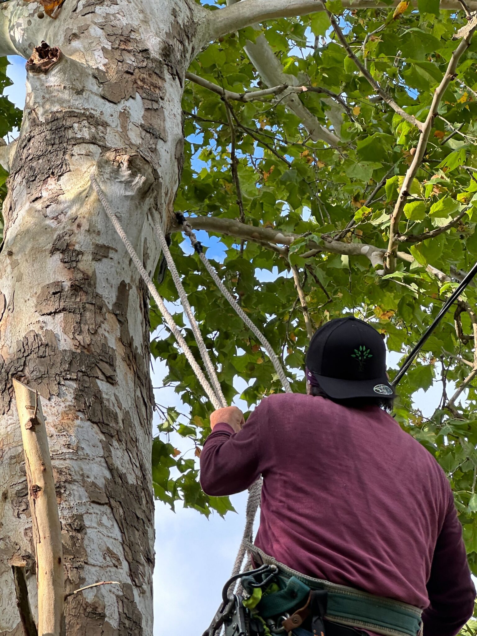 Professional Tree Services in the Greater Houston Area - HamodaTrees ...