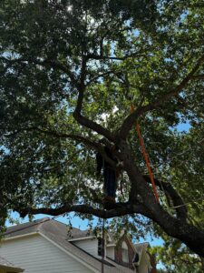 Home - Professional Tree Services in Greater Houston Area | Your ...