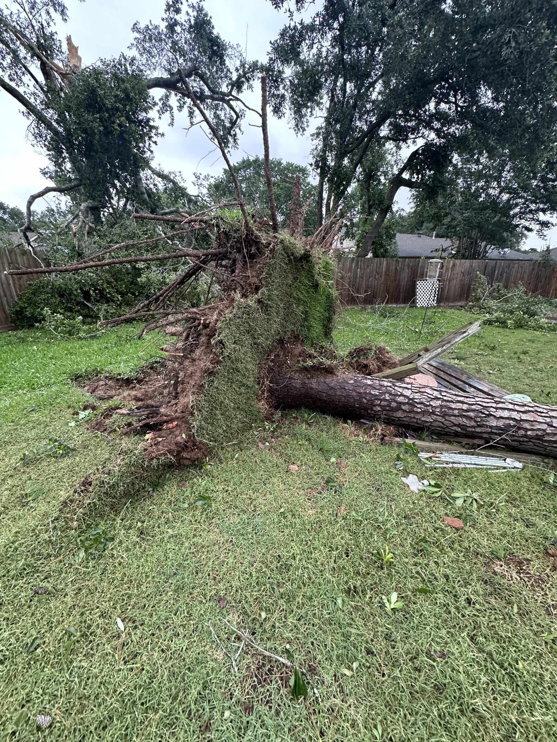 Professional Tree Services in the Greater Houston Area - HamodaTrees ...